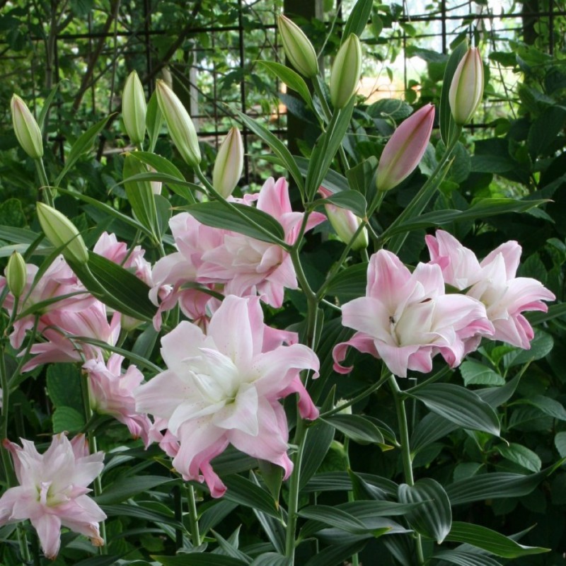 Lilium 'Lotus Queen'