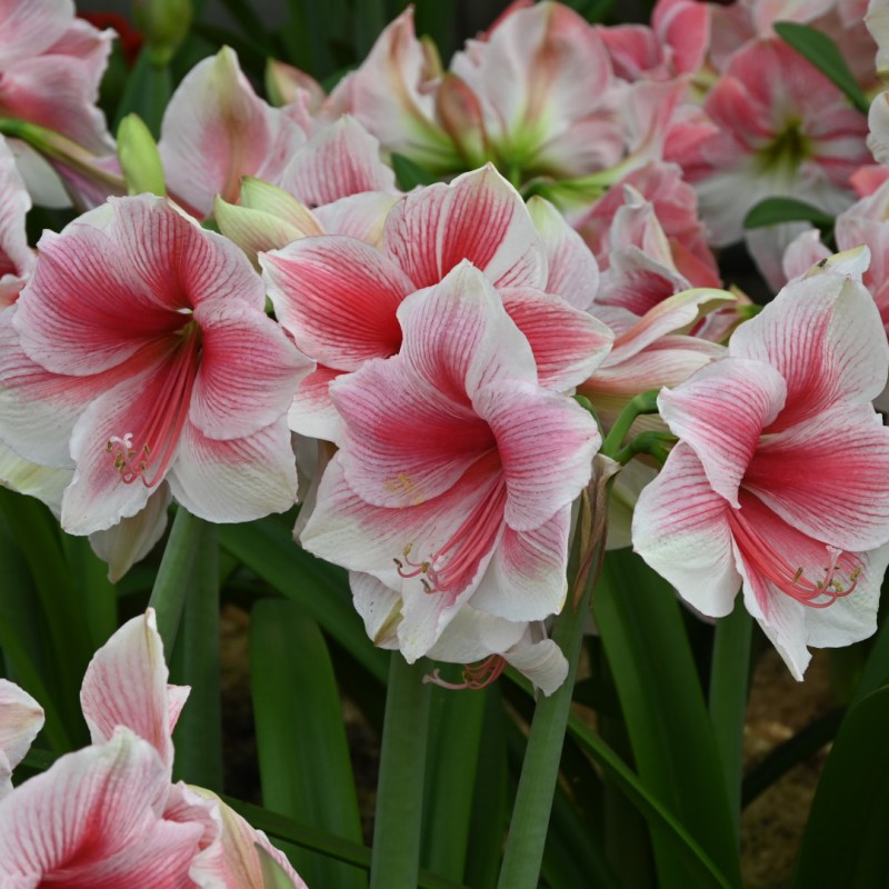 Hippeastrum 'Pink Beauty'®