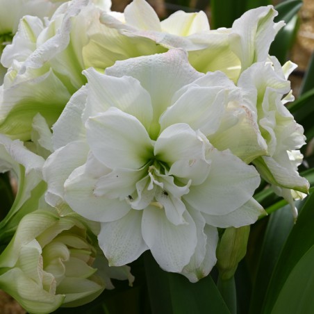 Hippeastrum 'Polar Belle'®