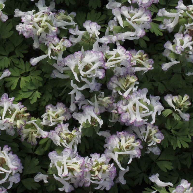 Corydalis solida 'Merlin'