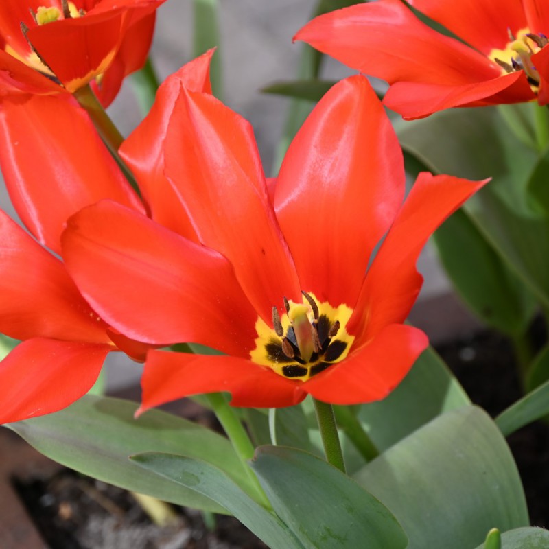 Tulipa eichleri 'Clare Benedict'