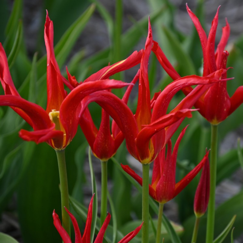 Tulipa 'Go Go Red'