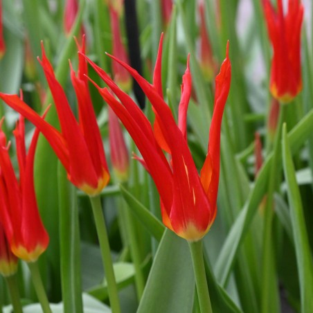 Tulipa 'Go Go Red'