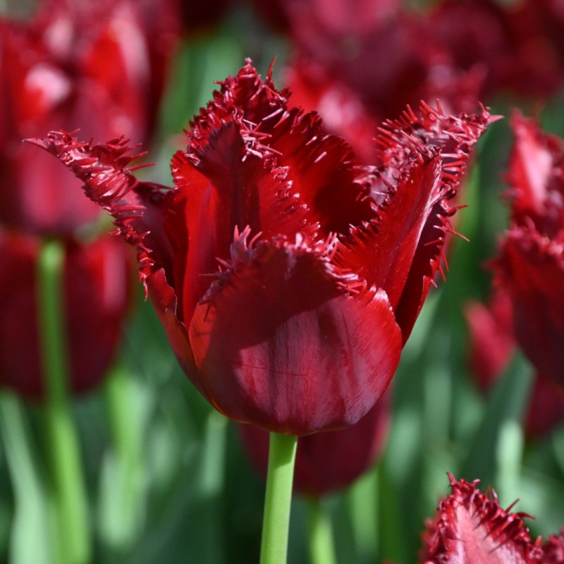 Tulipa 'Pacific Pearl'