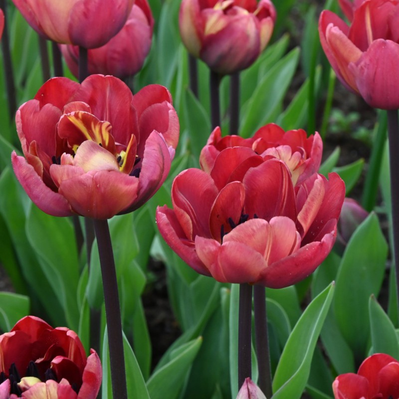 Tulipa 'Ridgedale'