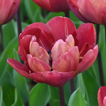 Tulipa 'Ridgedale'