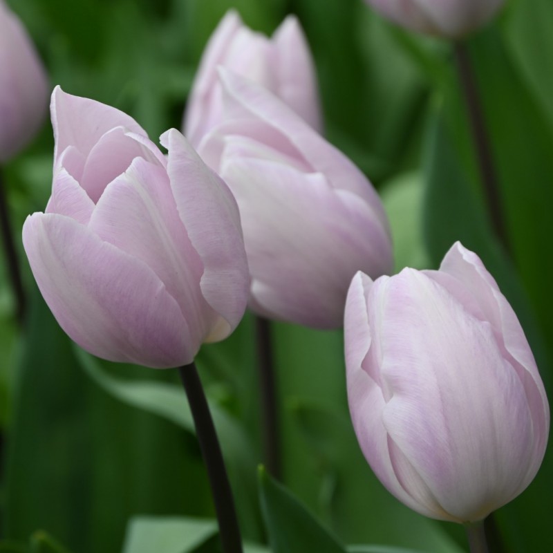 Tulipa 'Silver Cloud'