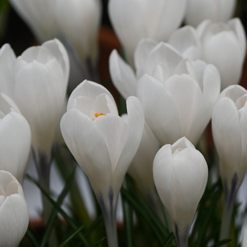 Crocus 'Ice Queen'