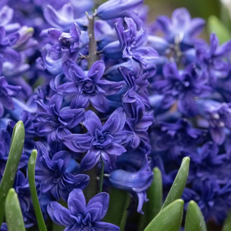Hyacinthus 'Manhattan'