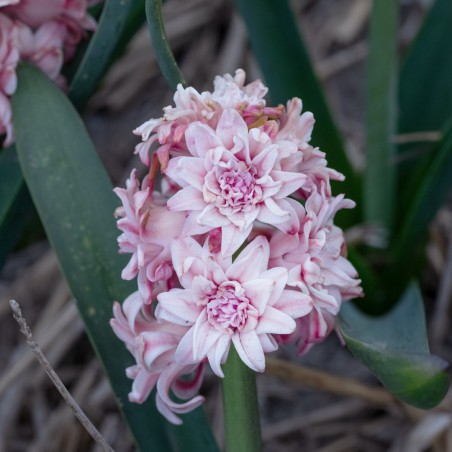 Hyacinthus 'Spring Beauty'