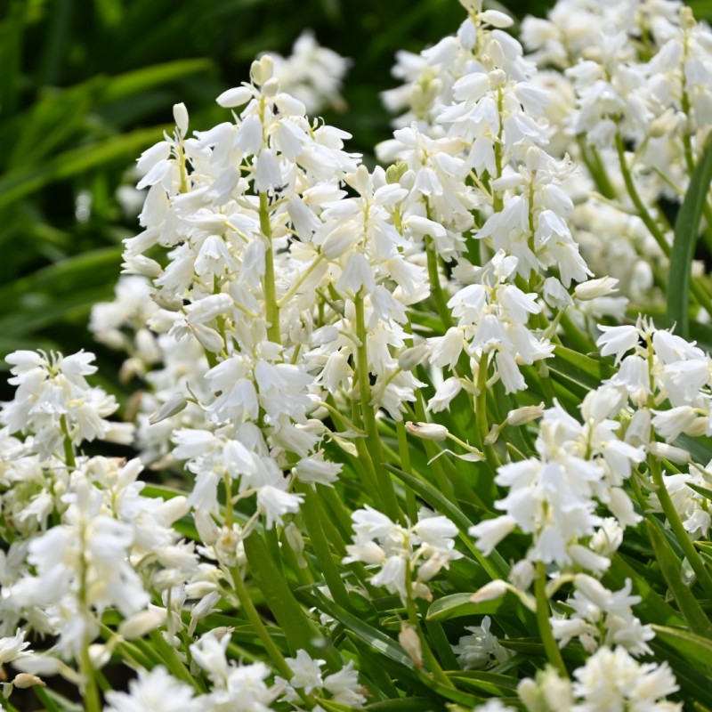 Hyacinthoides hispanica 'Alba Maxima' -500 stuks-