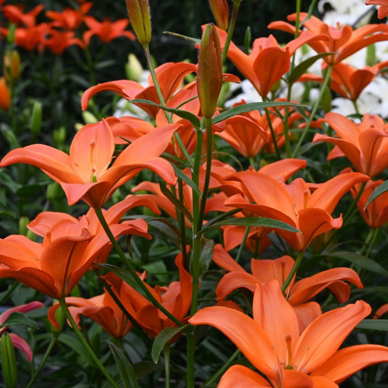 Lilium 'Mandarin Star'