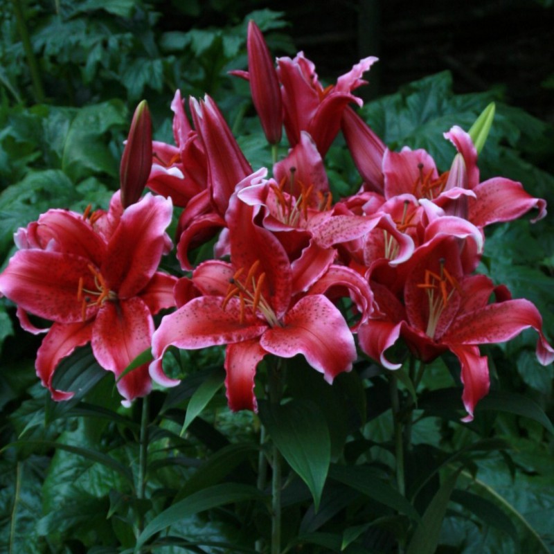 Lilium 'Red Flash'