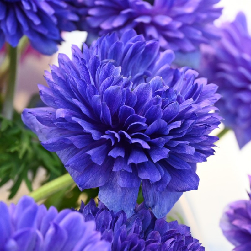 Anemone coronaria LEVANTE®-Blu-