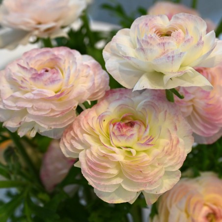 Ranunculus ELEGANCE® 'Bianco Sfumato'