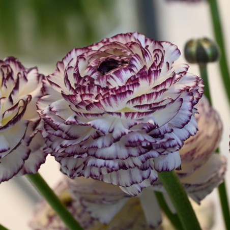 Ranunculus ELEGANCE® 'Bianco Striato'