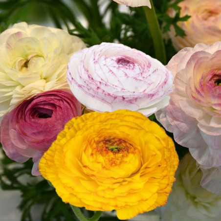 Ranunculus ELEGANCE® 'Pastello Striato'