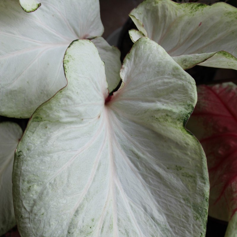 Caladium 'Florida Moonlight'