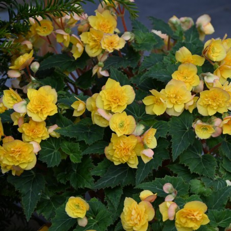 Begonia multiflora 'Goldfinch'