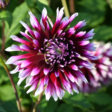 Dahlia 'Alauna Clair-Obscur'