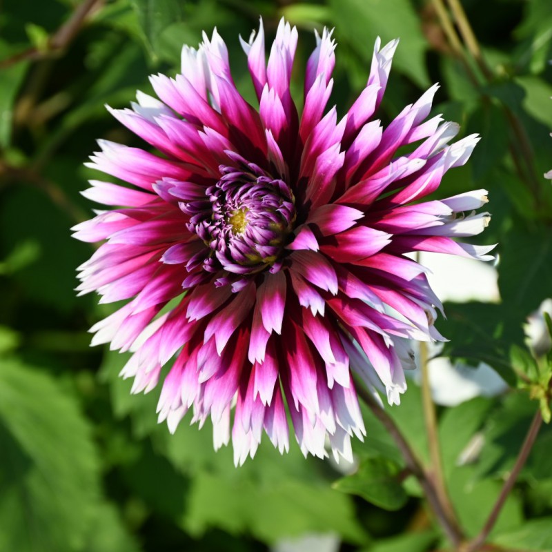 Dahlia 'Alauna Clair-Obscur'