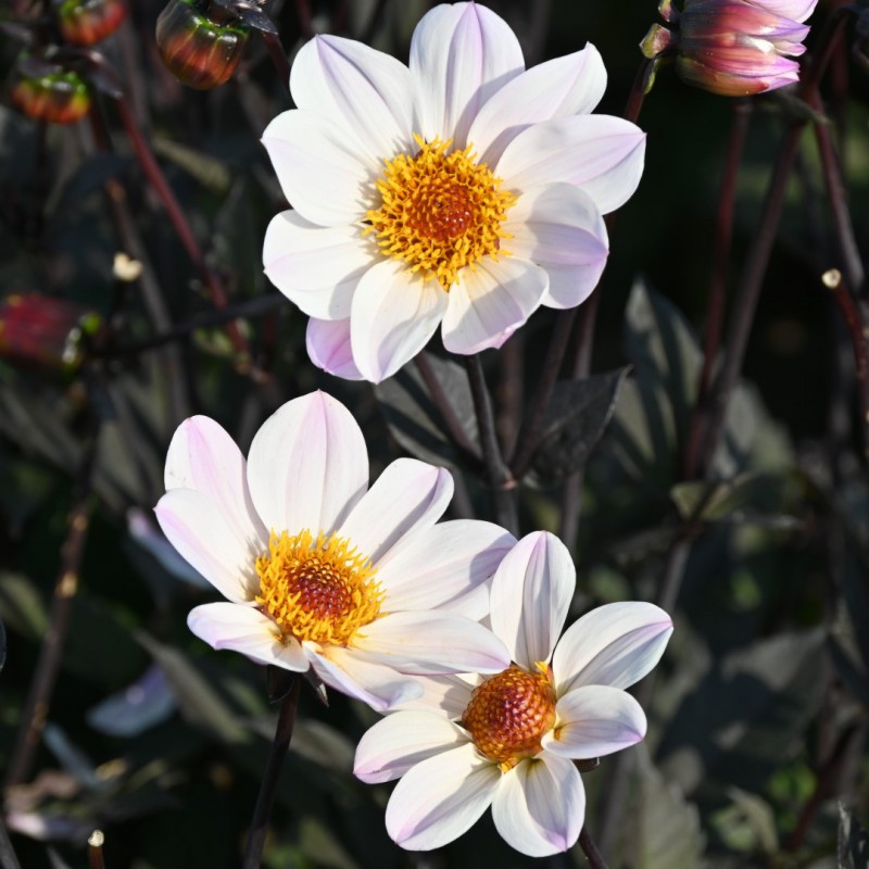 Dahlia 'Happy Single Princess'