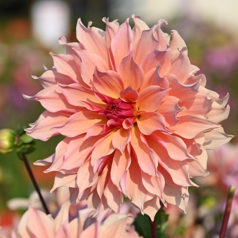 Dahlia 'Labyrinth'