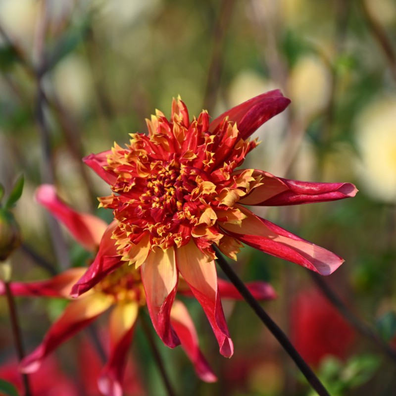 Dahlia 'Octopus Sparkle'