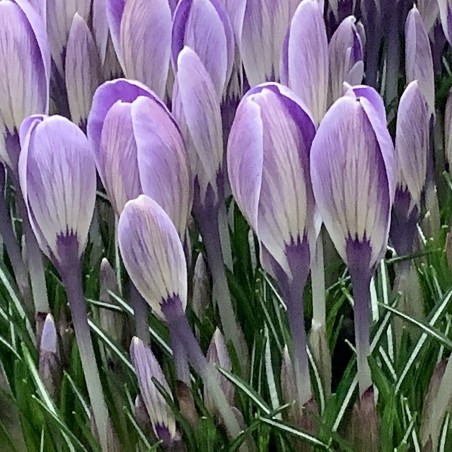 Crocus 'Striped Bird'