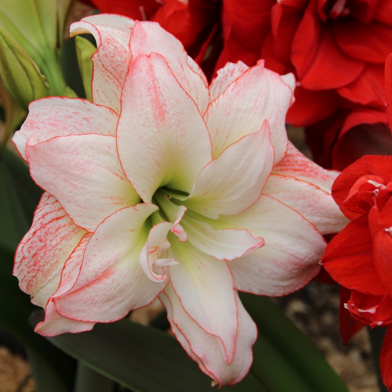Hippeastrum 'Aphrodite'