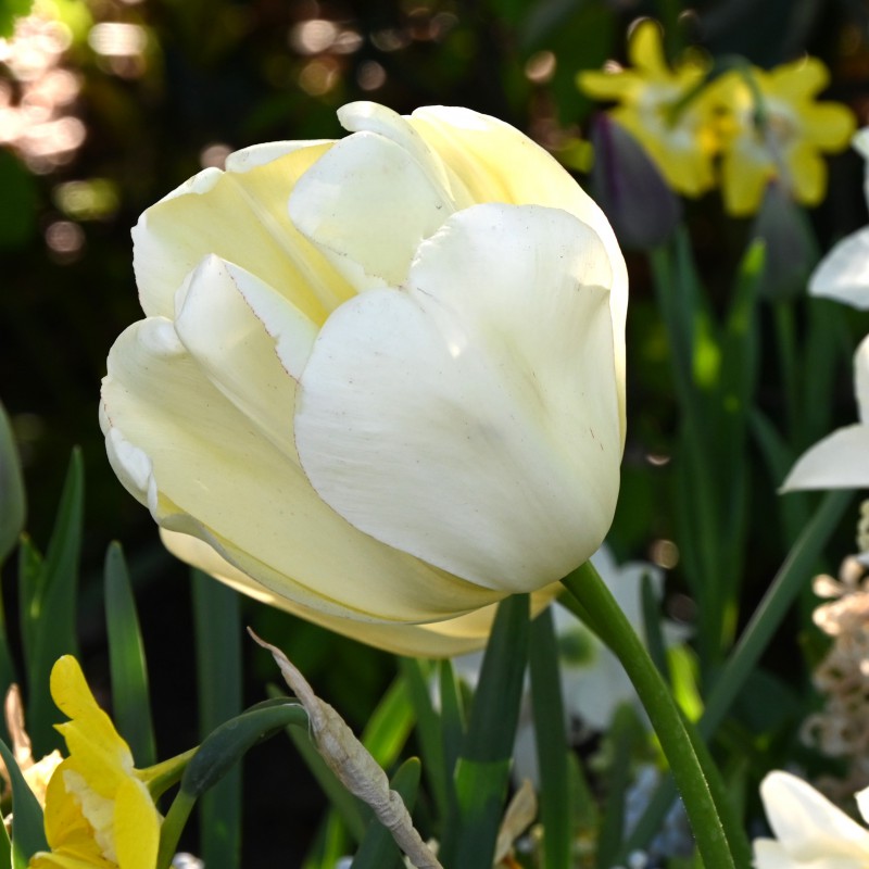 Tulipa 'Ivory Floradale'