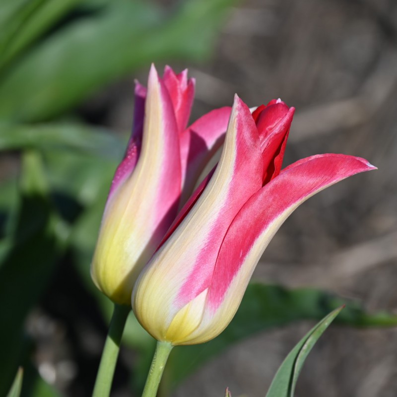 Tulipa 'Love Story'