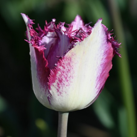 Tulipa 'Passion Play'