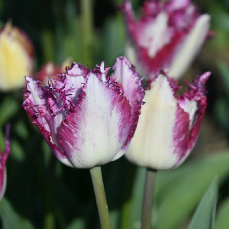 Tulipa 'Passion Play'