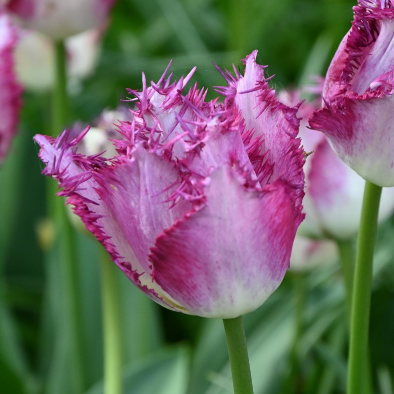 Tulipa 'Passion Play'