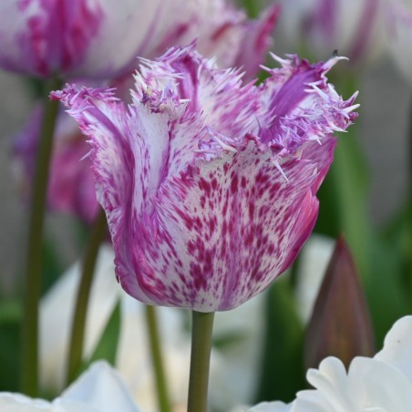 Tulipa 'Purple Circus'
