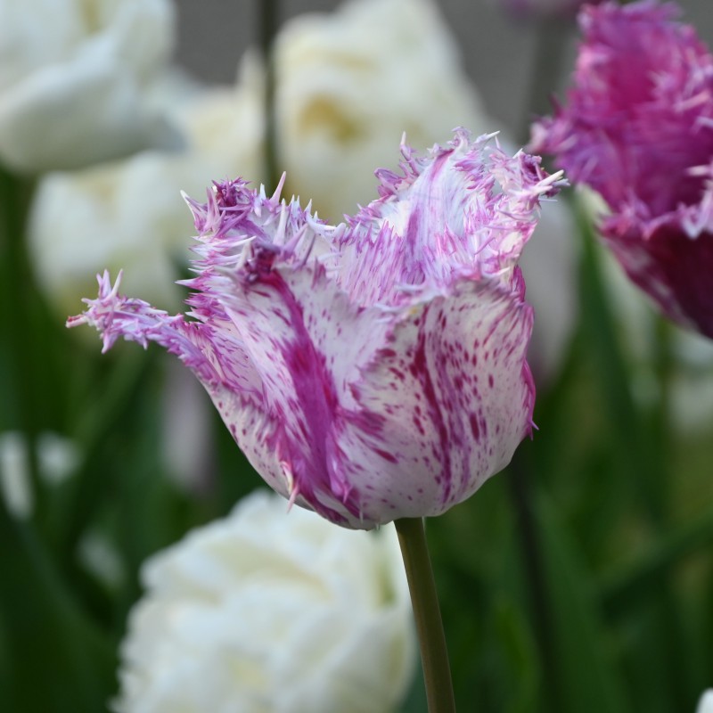 Tulipa 'Purple Circus'