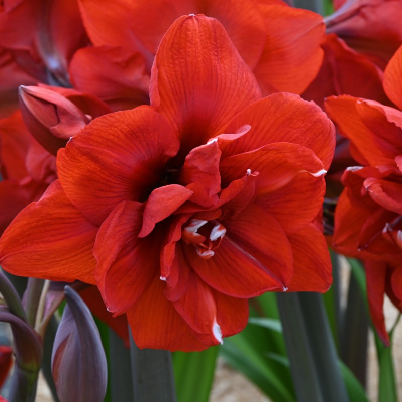Hippeastrum 'Double King'
