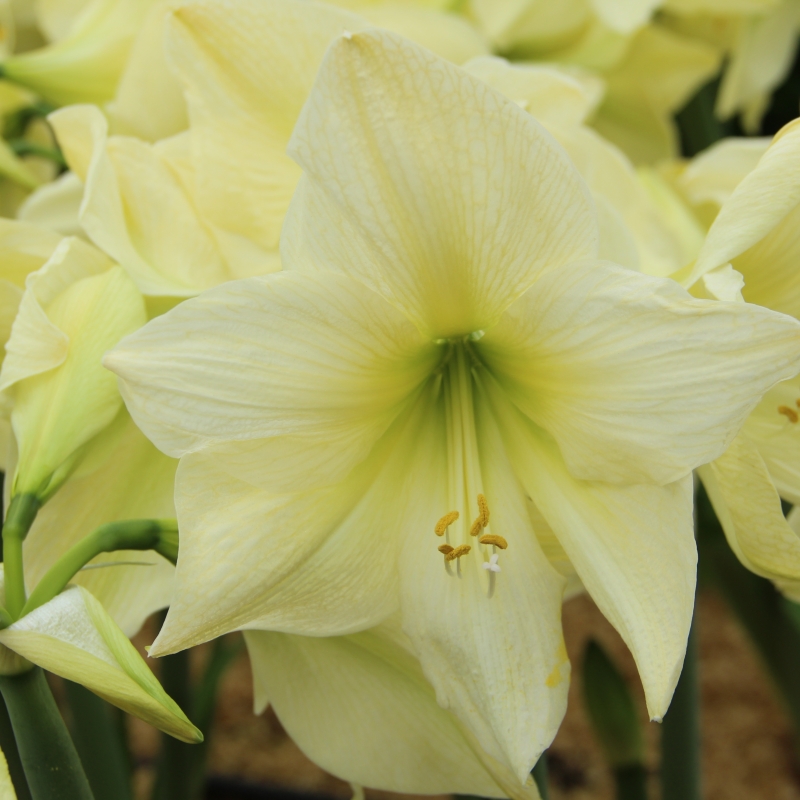 Hippeastrum 'Lemon Star'®