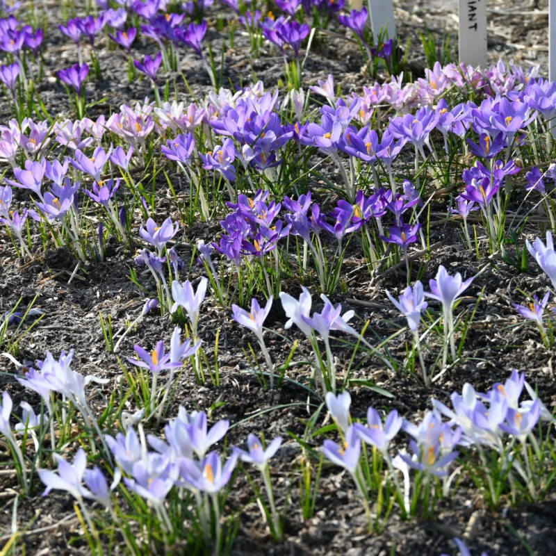 Crocus tommasinianus -mix-