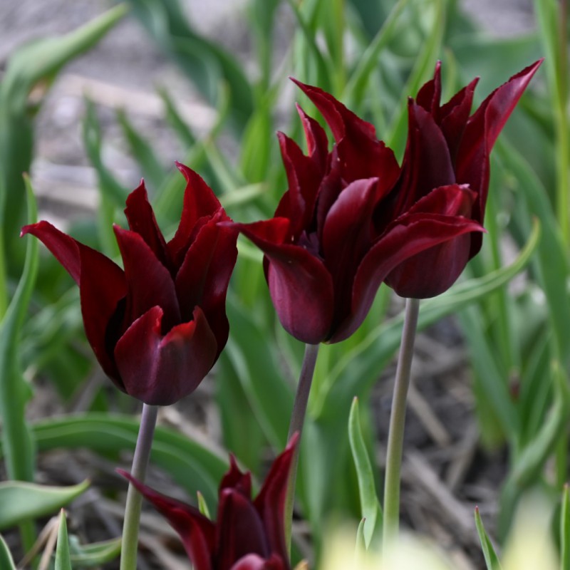 Tulipa 'Sarah Raven'