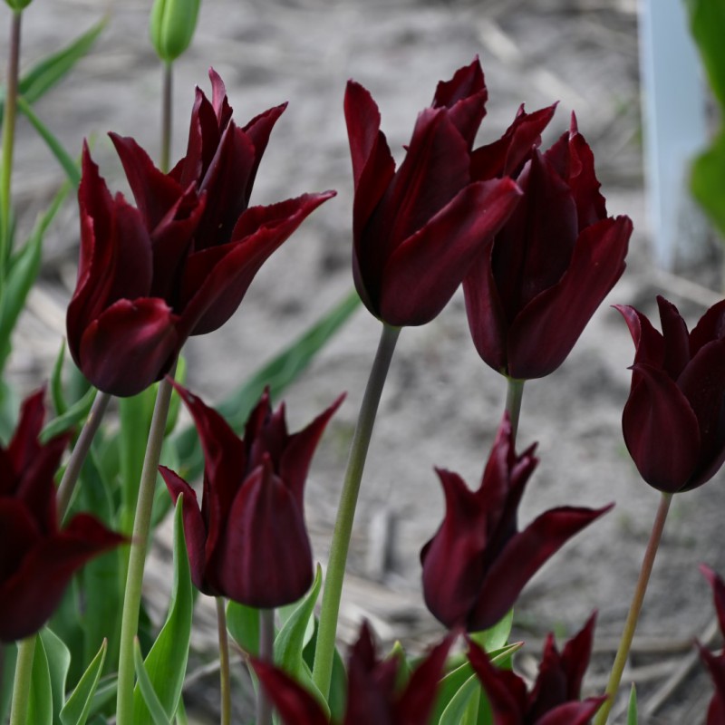 Tulipa 'Sarah Raven'
