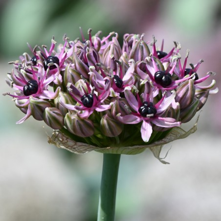 Allium 'Starlight'