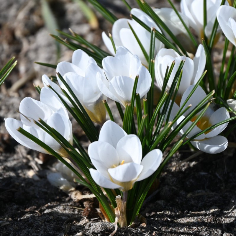 Crocus chrysanthus 'Polar Bear'