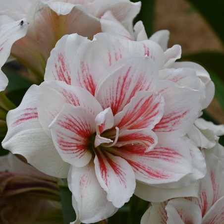 Hippeastrum 'Aquaro'®