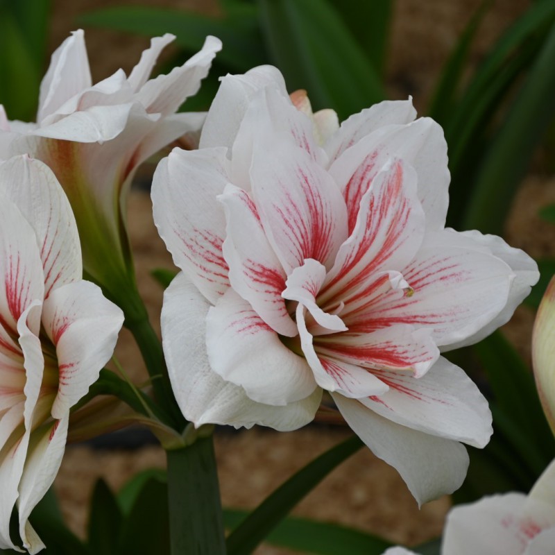 Hippeastrum 'Aquaro'®