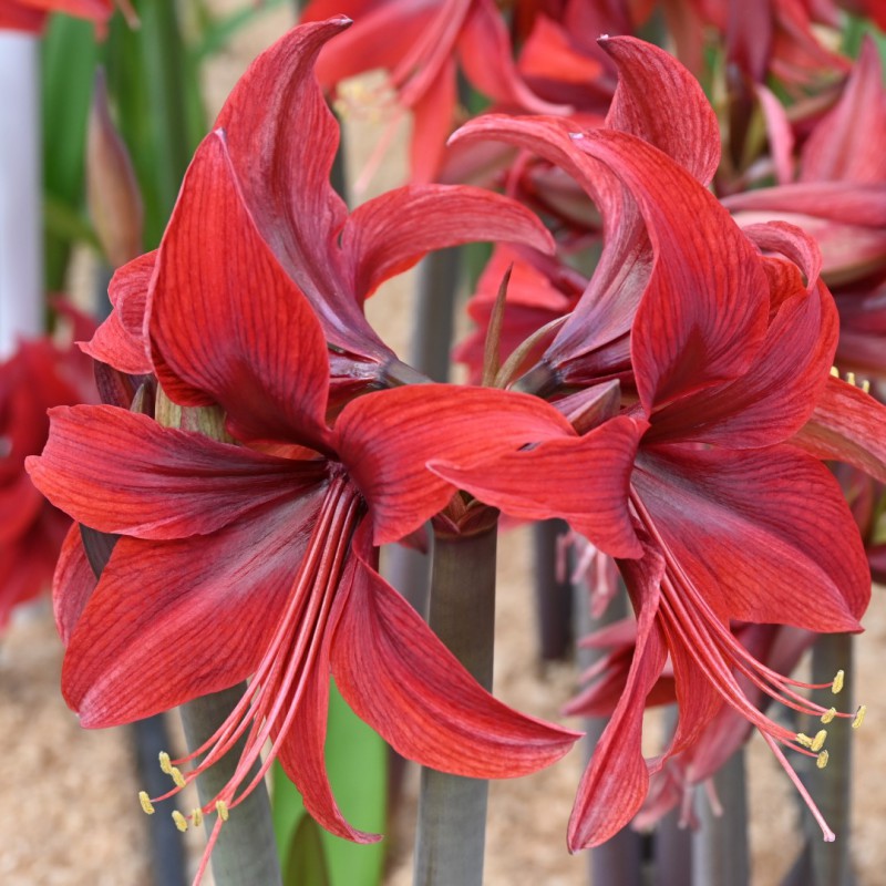 Hippeastrum 'Red Amazone'
