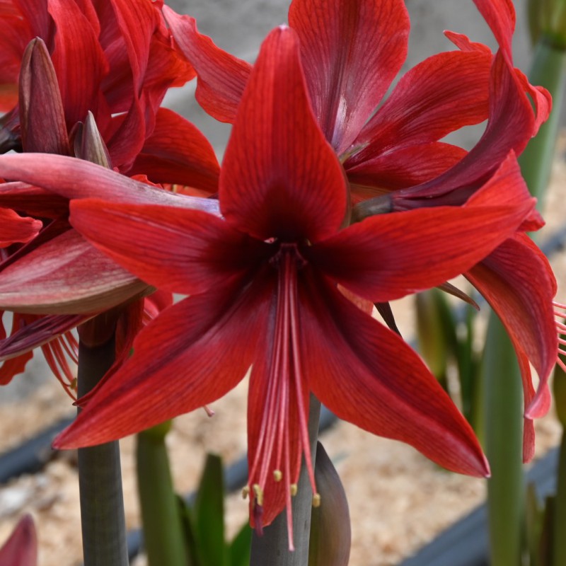 Hippeastrum 'Red Amazone'