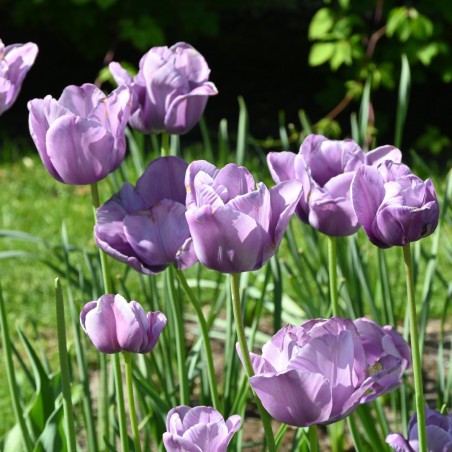 Tulipa 'Bleu Aimable'