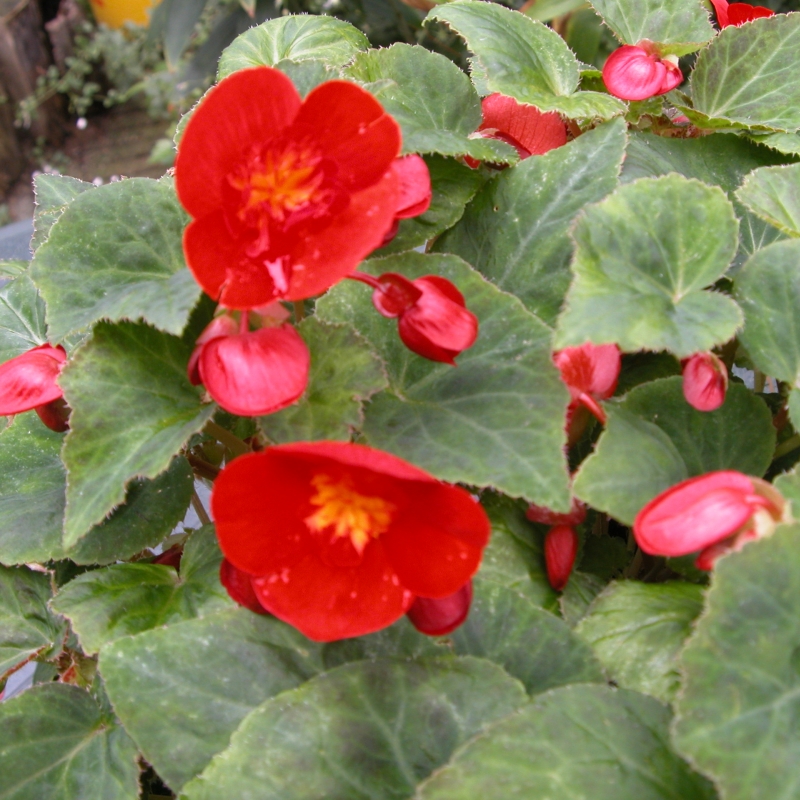Begonia multiflora 'Flamboyant'